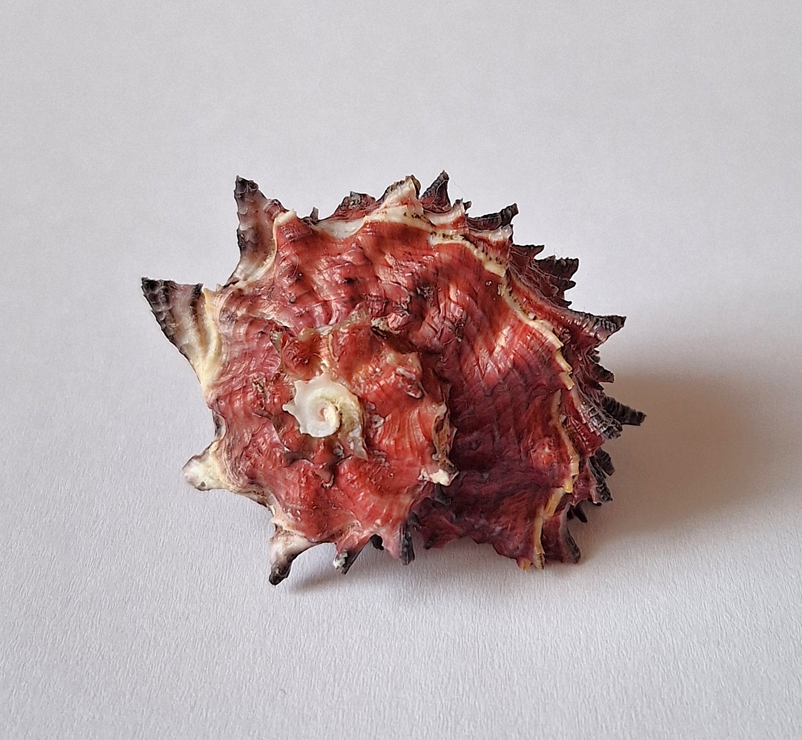 Angaria aculeata - TOP COLOR :: SHELLS FOR YOU.CZ